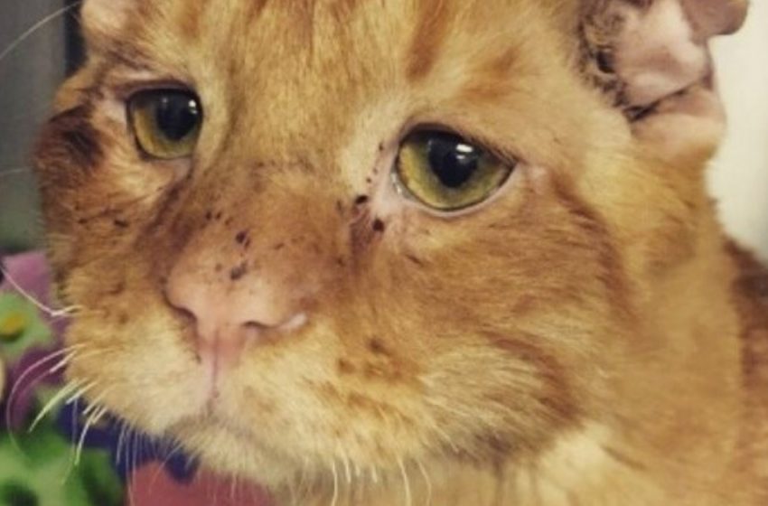 « 💔Le couple a décidé d’adopter un chat et a choisi le plus triste et ...