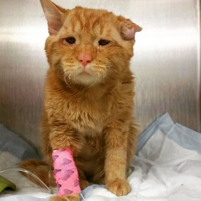 « 💔Le couple a décidé d’adopter un chat et a choisi le plus triste et ...
