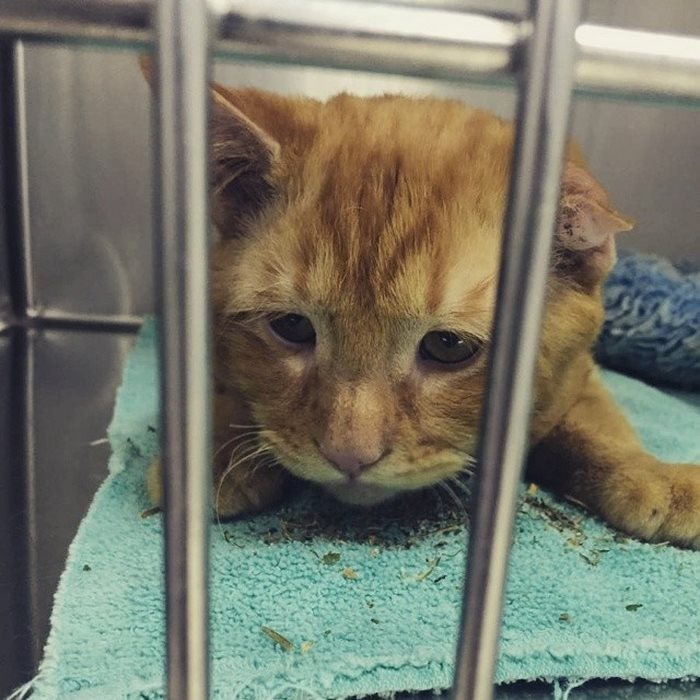 « 💔Le couple a décidé d’adopter un chat et a choisi le plus triste et ...